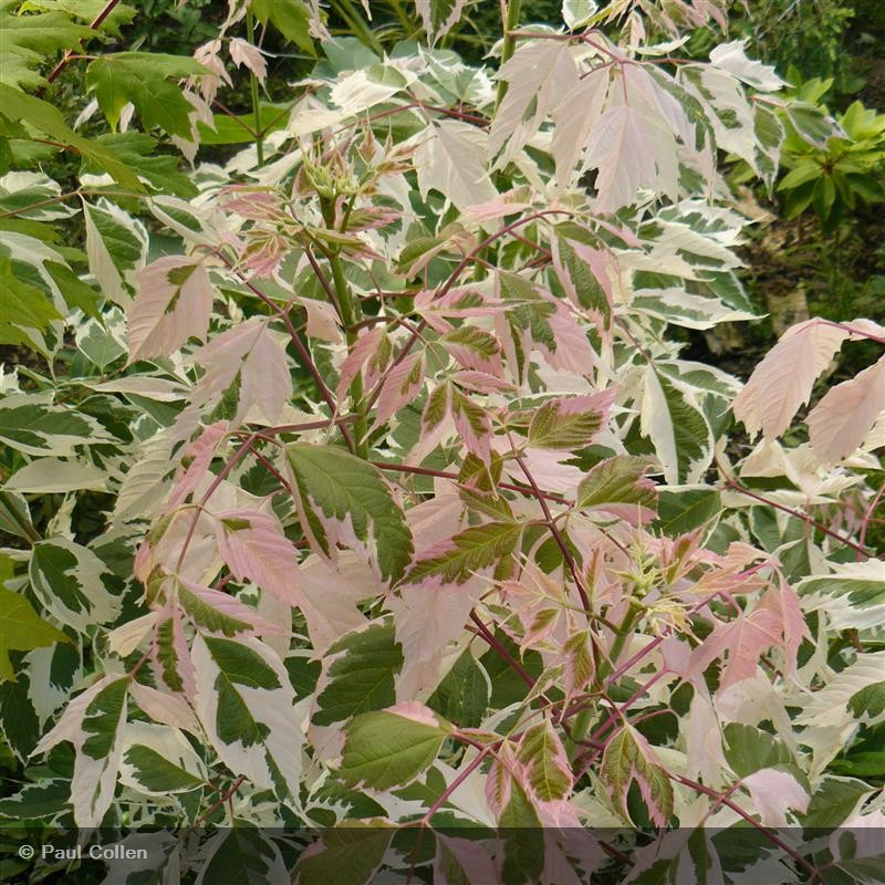 Érable à feuille de frène
